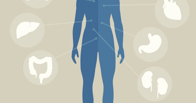 Corpul uman | Qbebe.ro