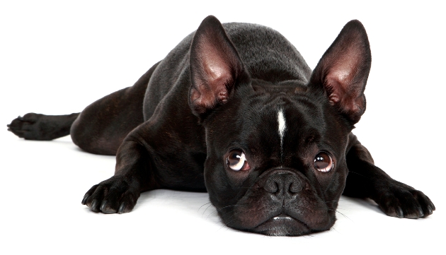 Rase de caini mici | Caini pentru copii | Catei mici | Qbebe.ro