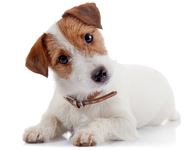 Rase de caini mici | Caini pentru copii | Catei mici | Qbebe.ro