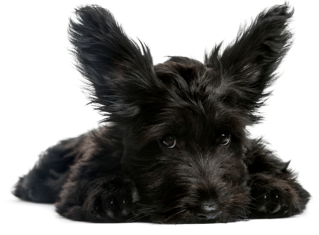 Rase de caini mici | Caini pentru copii | Catei mici | Qbebe.ro